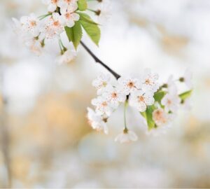 Kirschen-Genussquelle – Edle Kirschen-Produkte aus der Region ...