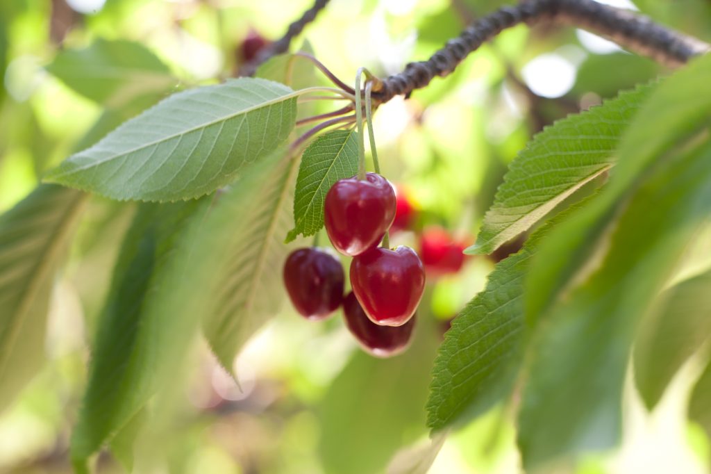 Kirschen-Genussquelle – Edle Kirschen-Produkte aus der Region ...